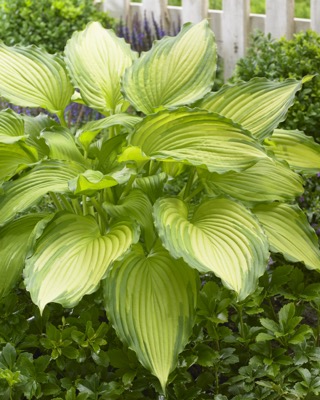 Concept Plants | Hosta Dancing Darling ('B200') PP30,290