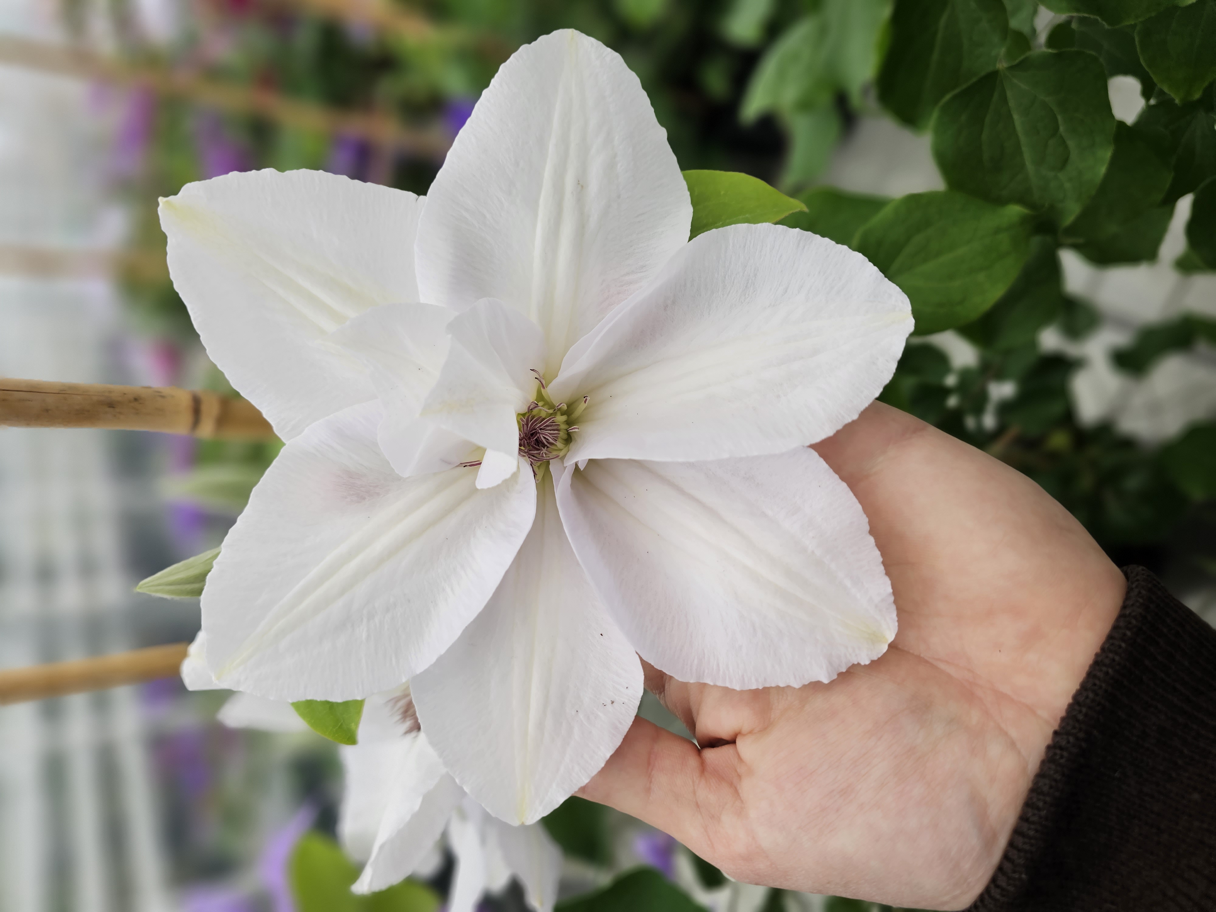 Concept Plants | Clematis Guernsey Flute ('EviGsy153') PP36,322