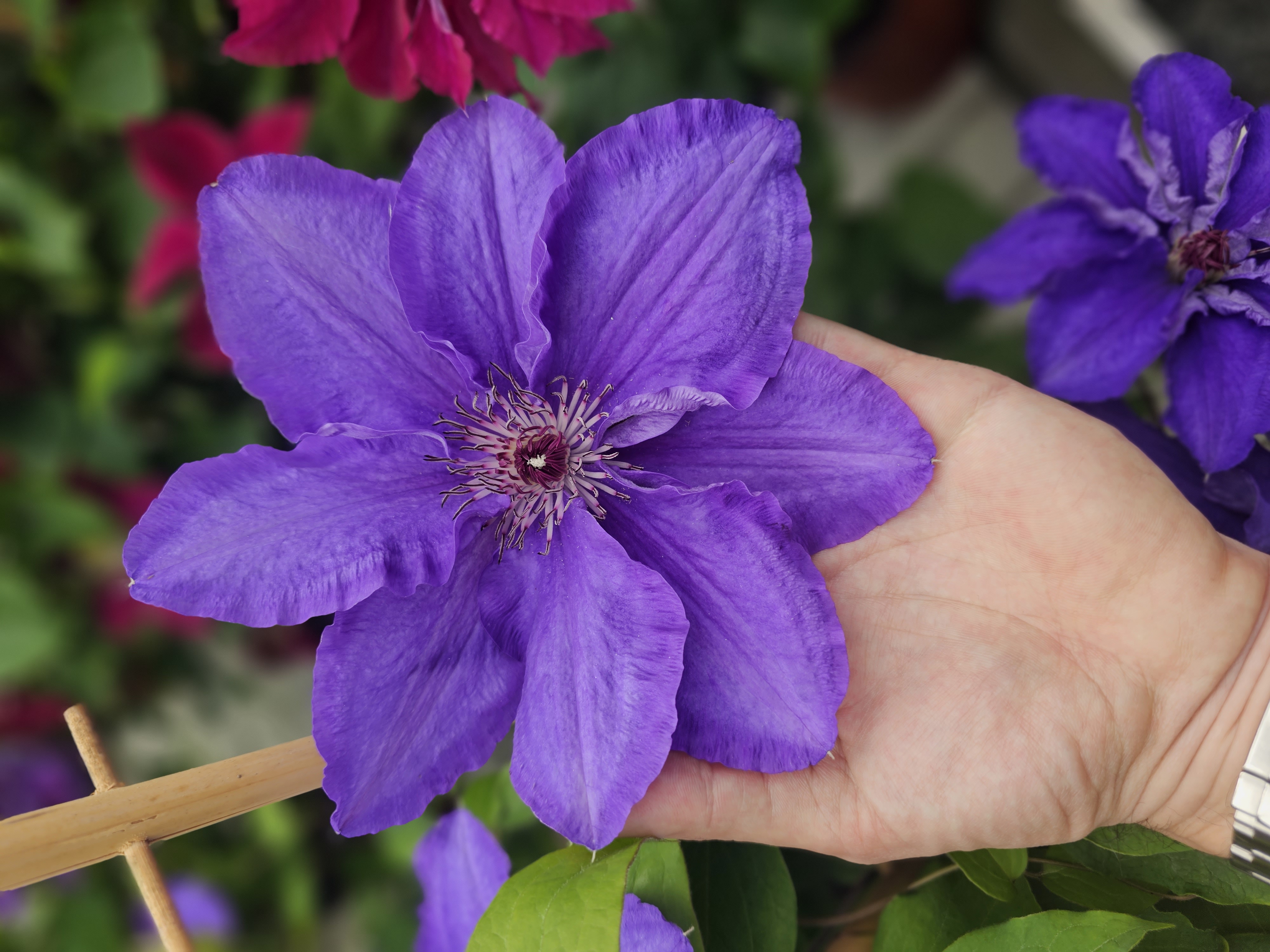Concept Plants | Clematis Lindsay ('EviGsy152') PP36,717