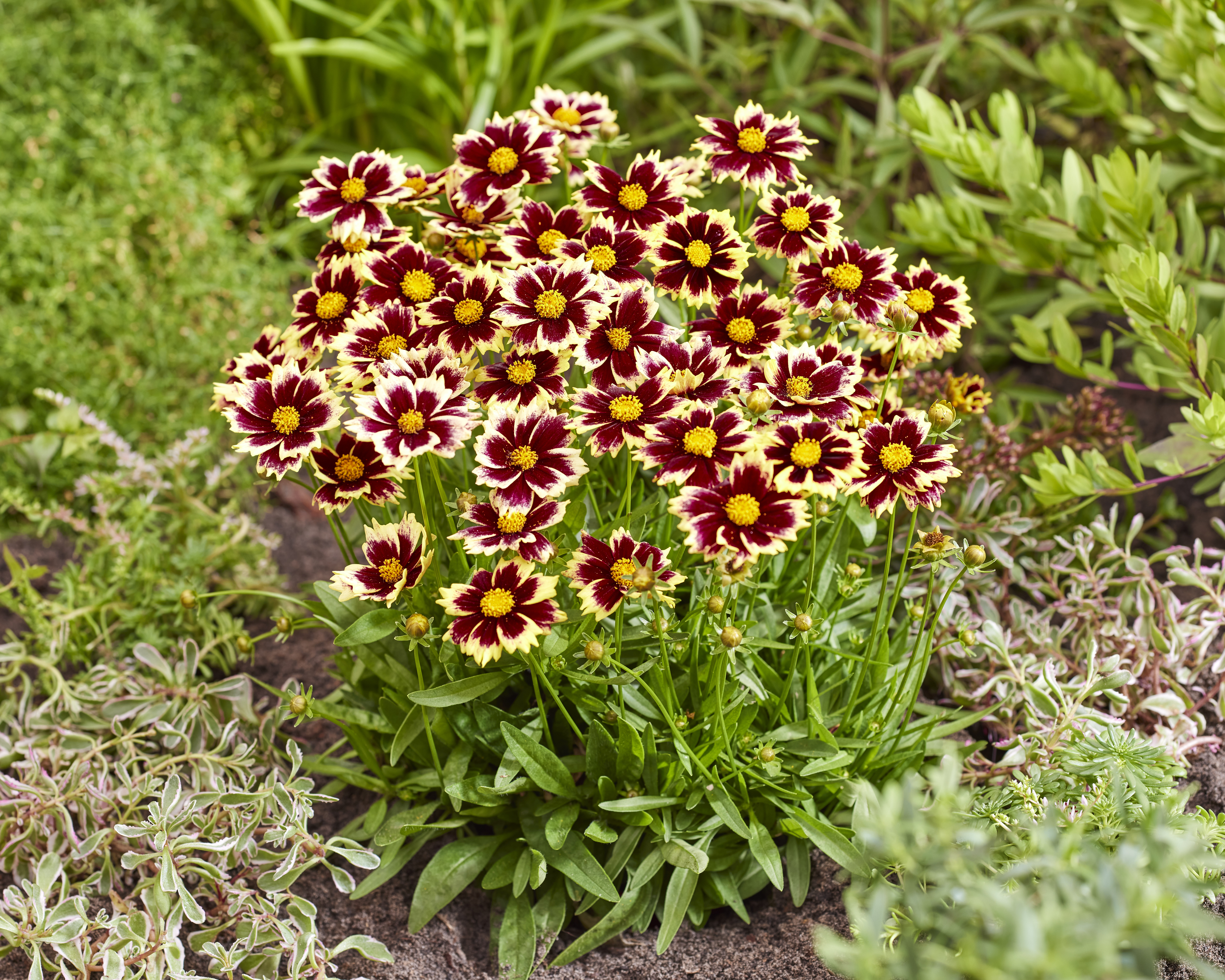 Concept Plants | Coreopsis grandiflora Solar Fancy ('MVNC1904')