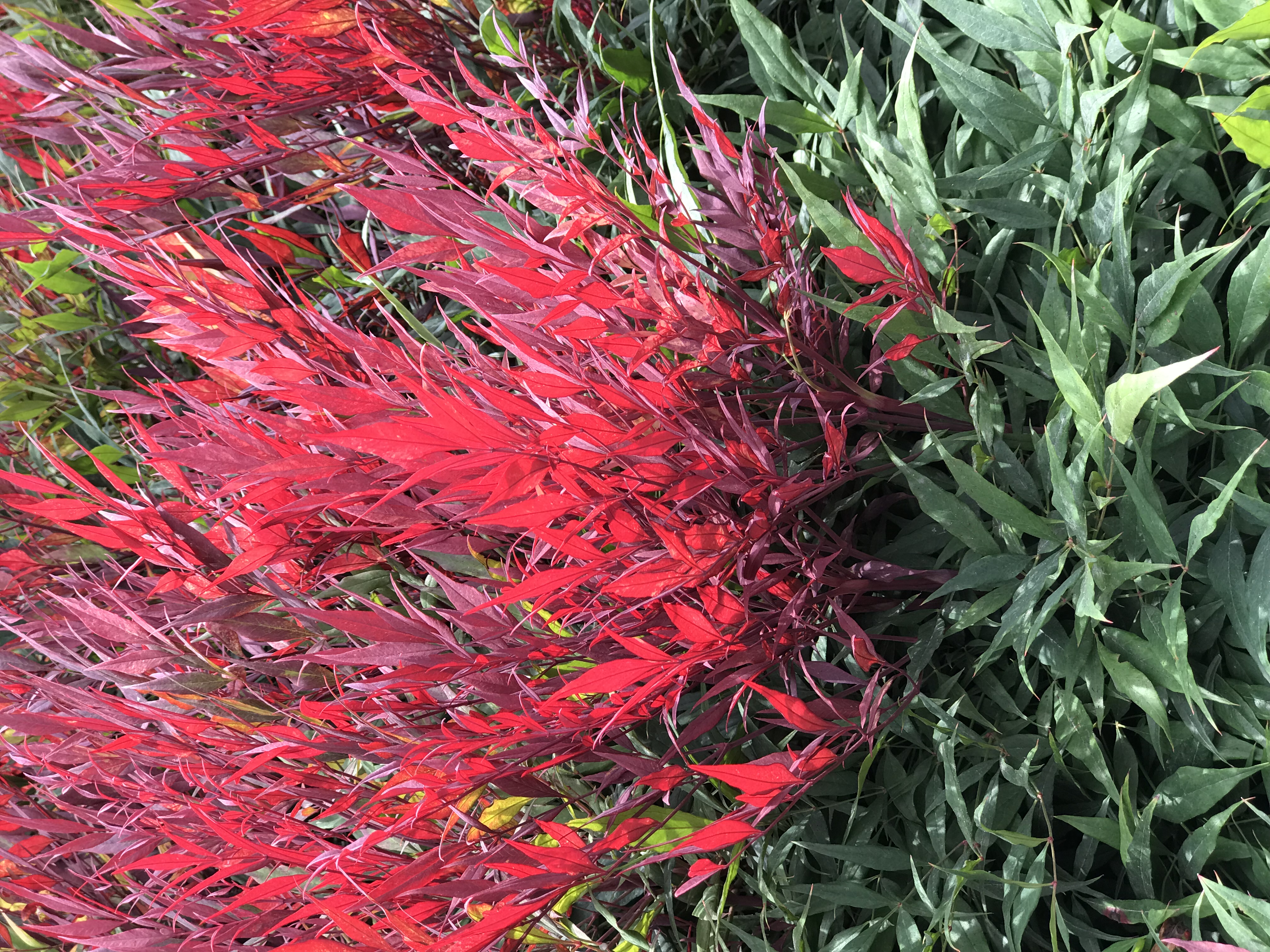 Concept Plants | Nandina domestica Colorscape ('Little Flick')