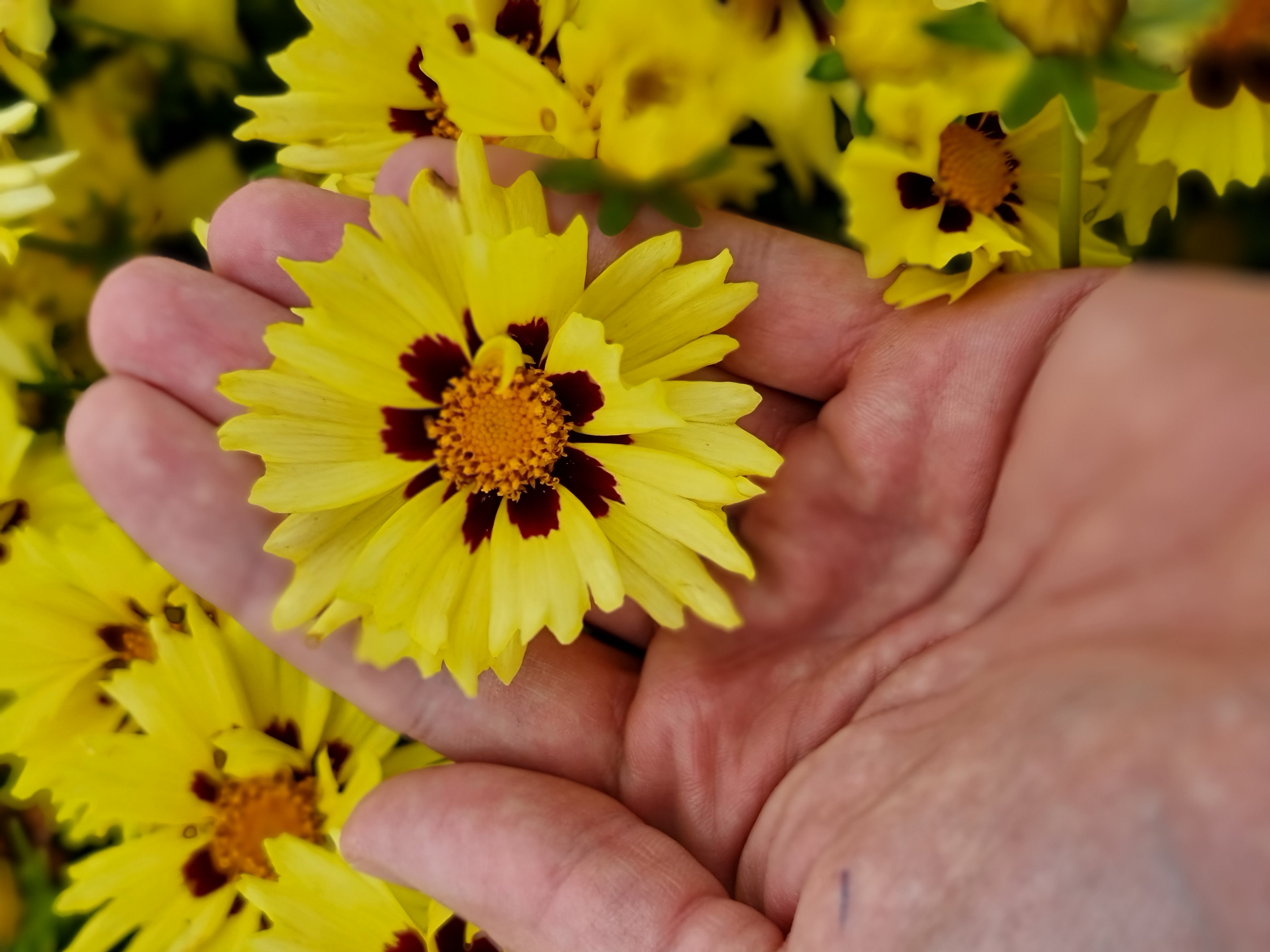 Concept Plants | Coreopsis grandiflora Solar Moon ('MVNC1906')