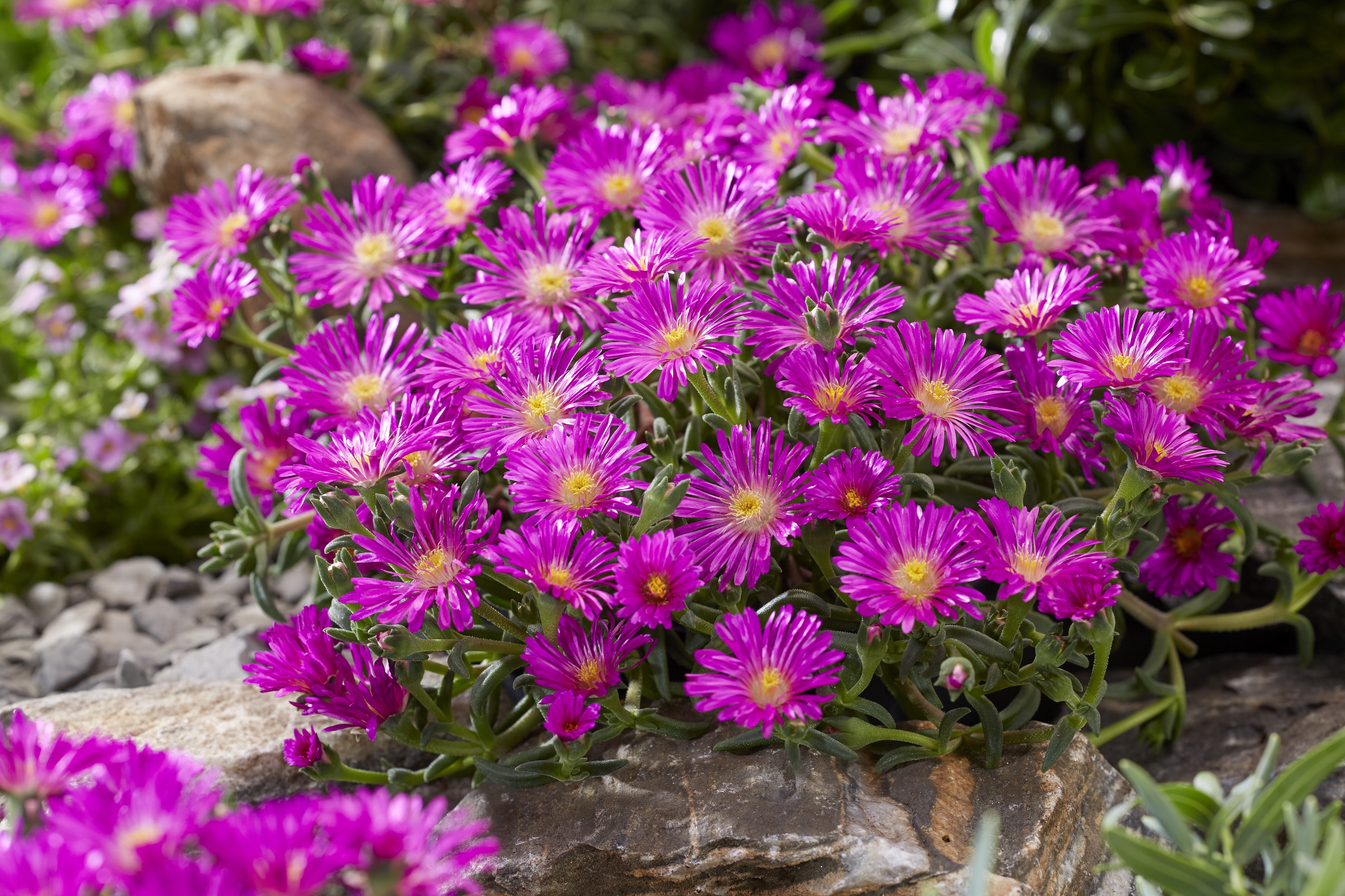 Concept Plants | Delosperma Ocean Sunset Violet ('T1854') PP34,730