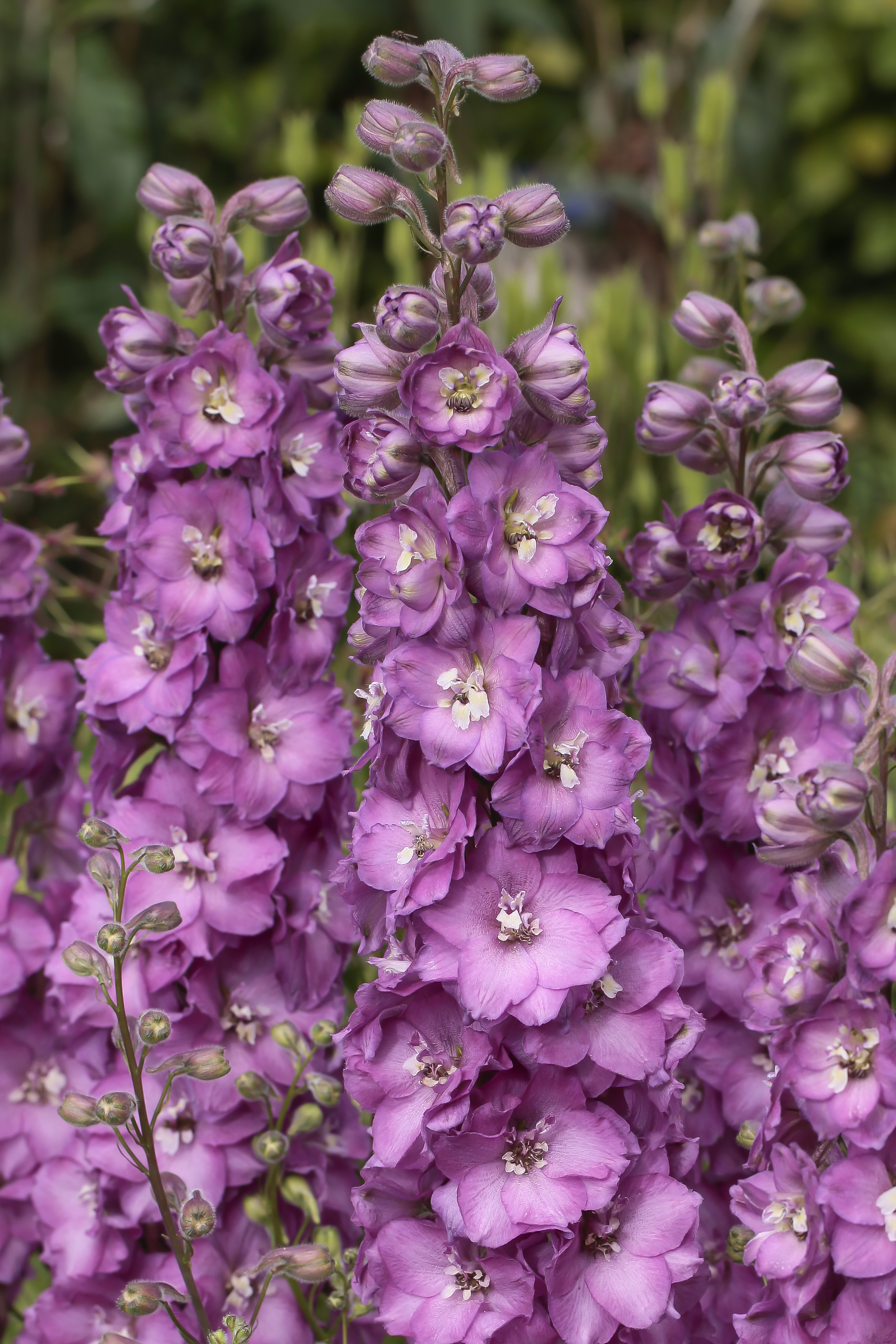 Concept Plants | Delphinium Delgenius® Chantay ('ET DLP 827') PP34,608