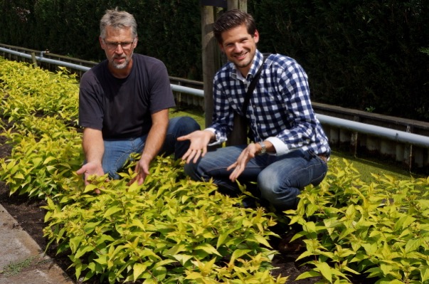 Concept Plants | Diervilla rivularis Honeybee ('Diwibru01') PP27,932