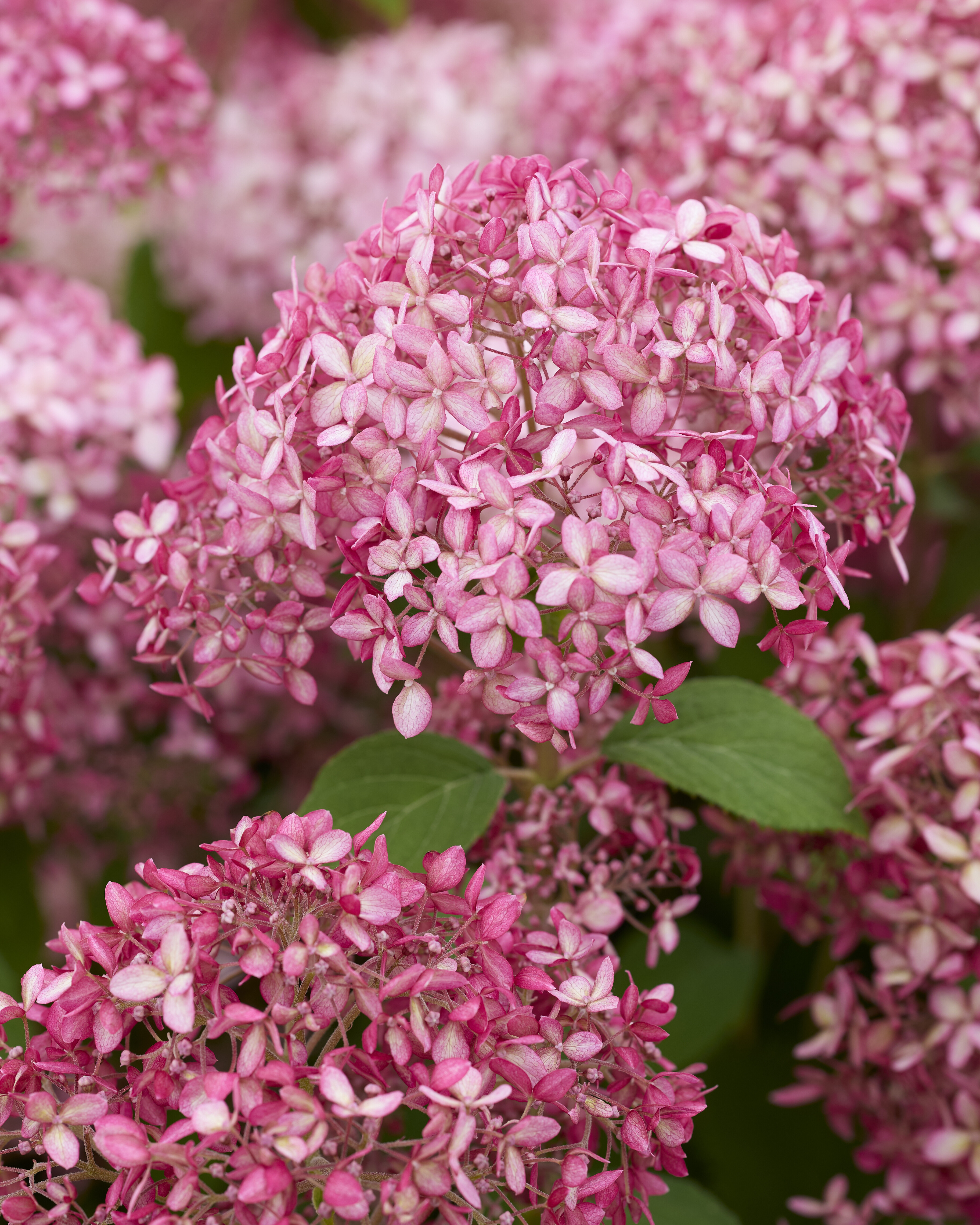 Concept Plants | Hydrangea arborescens Candybelle Sorbet ('Hyso22')