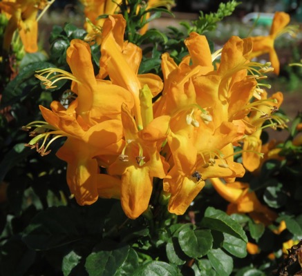 Concept Plants | Tecomaria capensis Cape Town Orange & Yellow