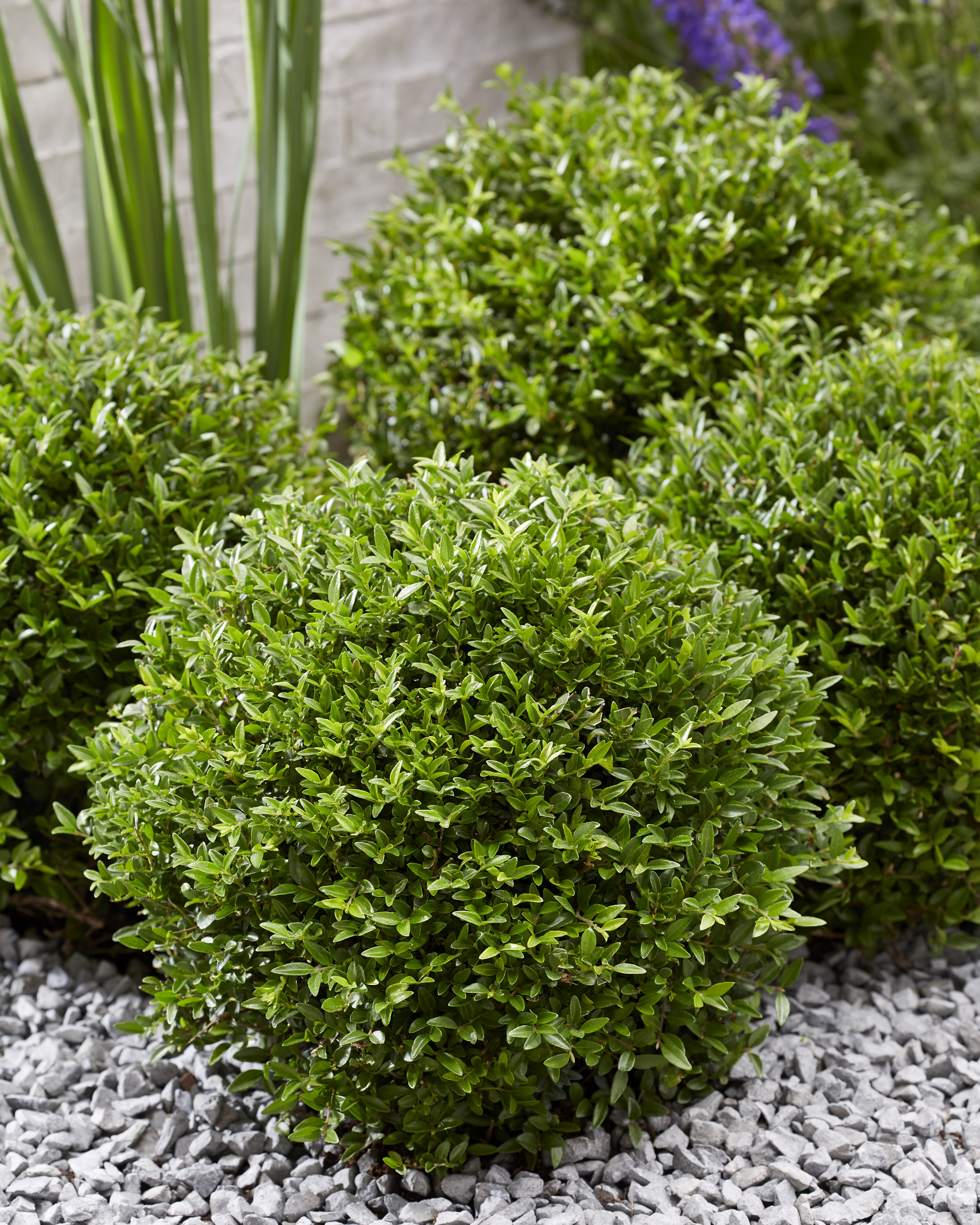 Concept Plants | Lonicera nitida Garden Clouds® Green Breeze ('LN01')