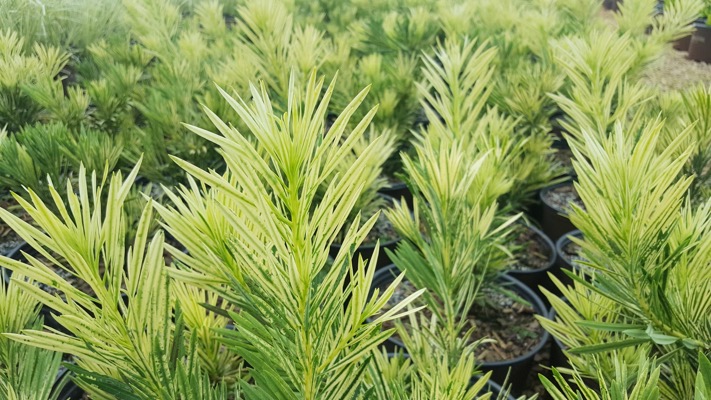Concept Plants | Podocarpus macrophyllus Roman Candle ('Miu') PP28,582