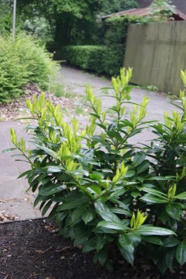 Concept Plants | Prunus laurocerasus Greenfinity ('Jong2') PP29,890