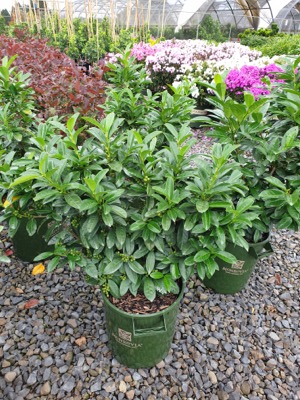 Concept Plants | Prunus laurocerasus Volcano ('Jong1') PP29,889