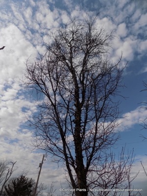 Concept Plants | Ulmus parviflora DannaSpire ('Davesstraightup')