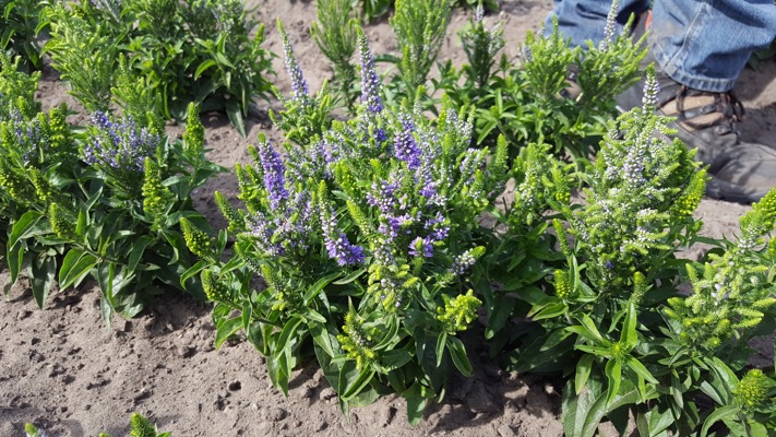 Concept Plants | Veronica hybrid Baby Bloomer Blue ('Baby Bomb')