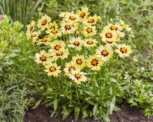 Concept Plants | Coreopsis grandiflora Solar Moon ('MVNC1906')
