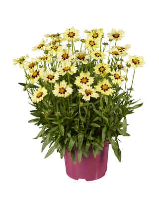 Concept Plants | Coreopsis grandiflora Solar Moon ('MVNC1906')