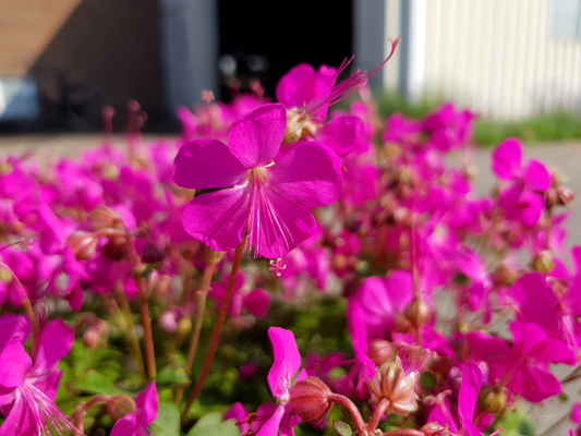 Concept Plants | Geranium cantabrigiense 'Intense' PP34,577