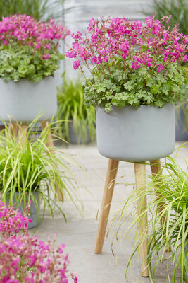 Concept Plants | Geranium cantabrigiense 'Intense' PP34,577