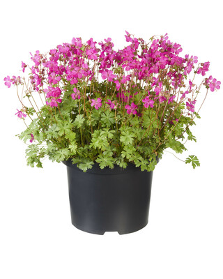 Concept Plants | Geranium cantabrigiense 'Intense' PP34,577