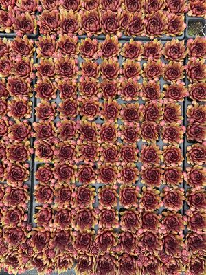 Concept Plants | Sempervivum Colorockz® Blushing Garnet ('Belsemmag2')
