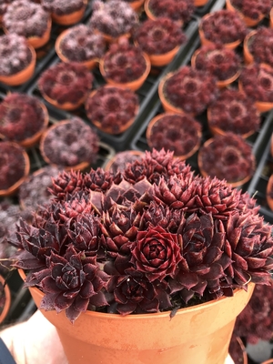 Concept Plants | Sempervivum Colorockz® Blushing Garnet ('Belsemmag2')