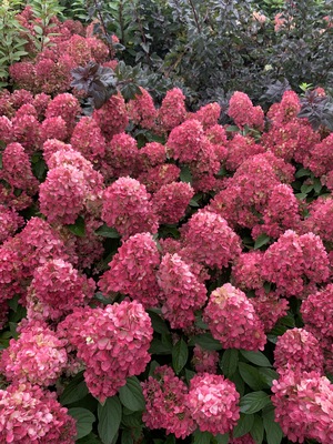 Concept Plants | Hydrangea paniculata Bonfire ('GRHP12') PP35,553