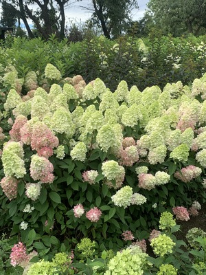 Concept Plants | Hydrangea paniculata Bonfire ('GRHP12') PP35,553