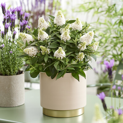 Concept Plants | Buddleja davidii Little Rockstars White ('Botex 013')