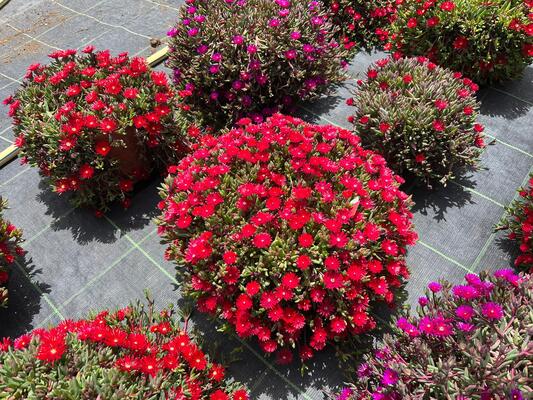 Concept Plants | Delosperma Desert Dancers Red ('FSDD2112') PP36,295