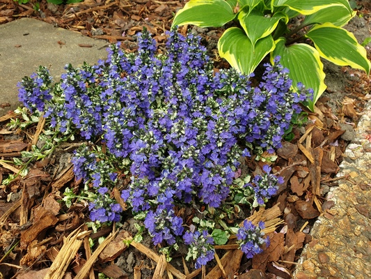 Concept Plants | Ajuga reptans Princess Leia ('Asaaj3') PP33,082